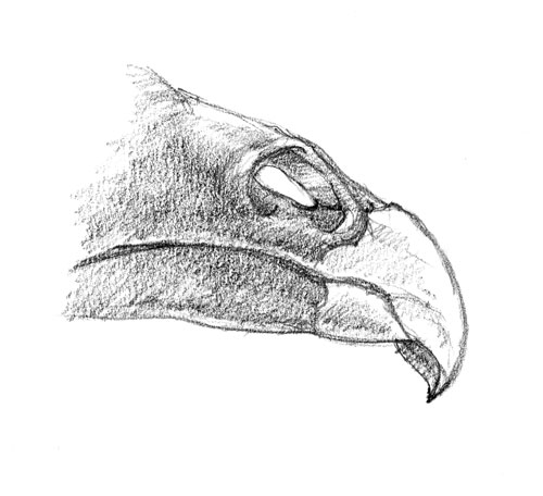 animal drawing – Susan Fox, American Artist