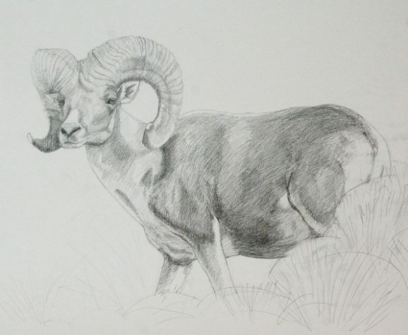 wildlife painting – Susan Fox, American Artist