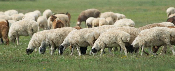 Mongolia Monday- Owen Lattimore On Mongolian Sheep – Susan Fox ...