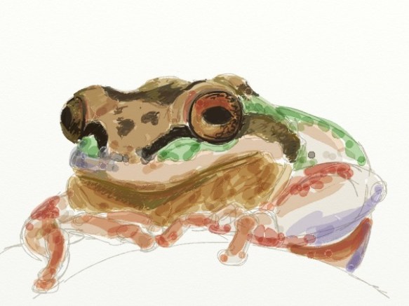 Step-by-step iPad Drawing- Pacific Tree Frog – Susan Fox, American Artist