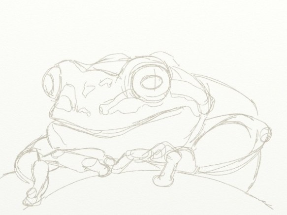 Step-by-step iPad Drawing- Pacific Tree Frog – Susan Fox, American Artist